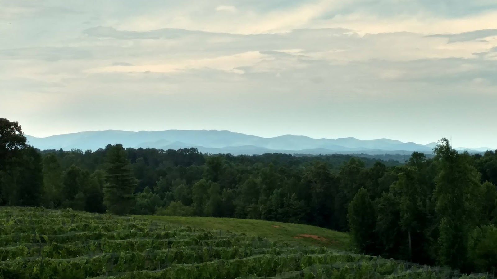 Venue in the Vines - Wedding Venue | VowVenue.com